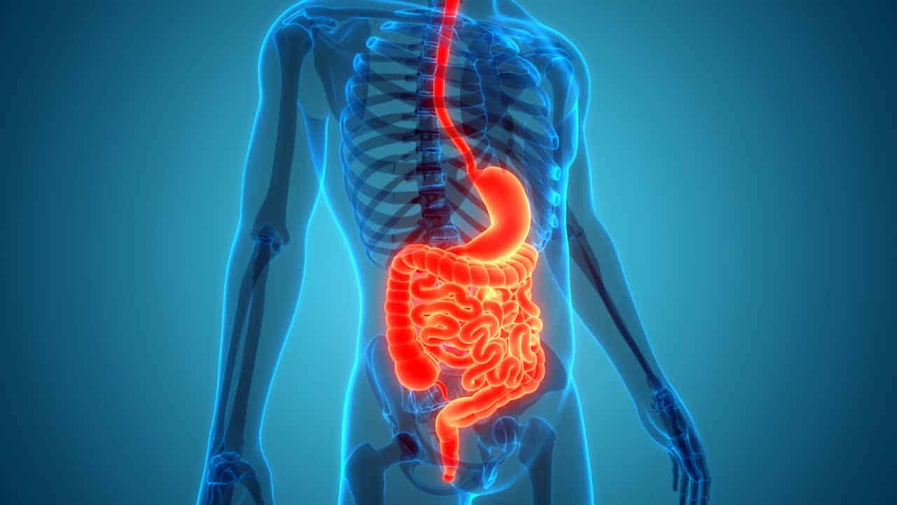 Digestive System: How It Works And Ways To Improve - The Tiger News